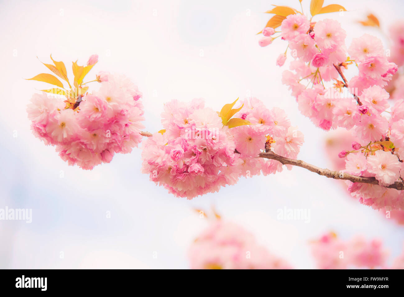 Blooming Sakura tree in Spring Stock Photo - Alamy