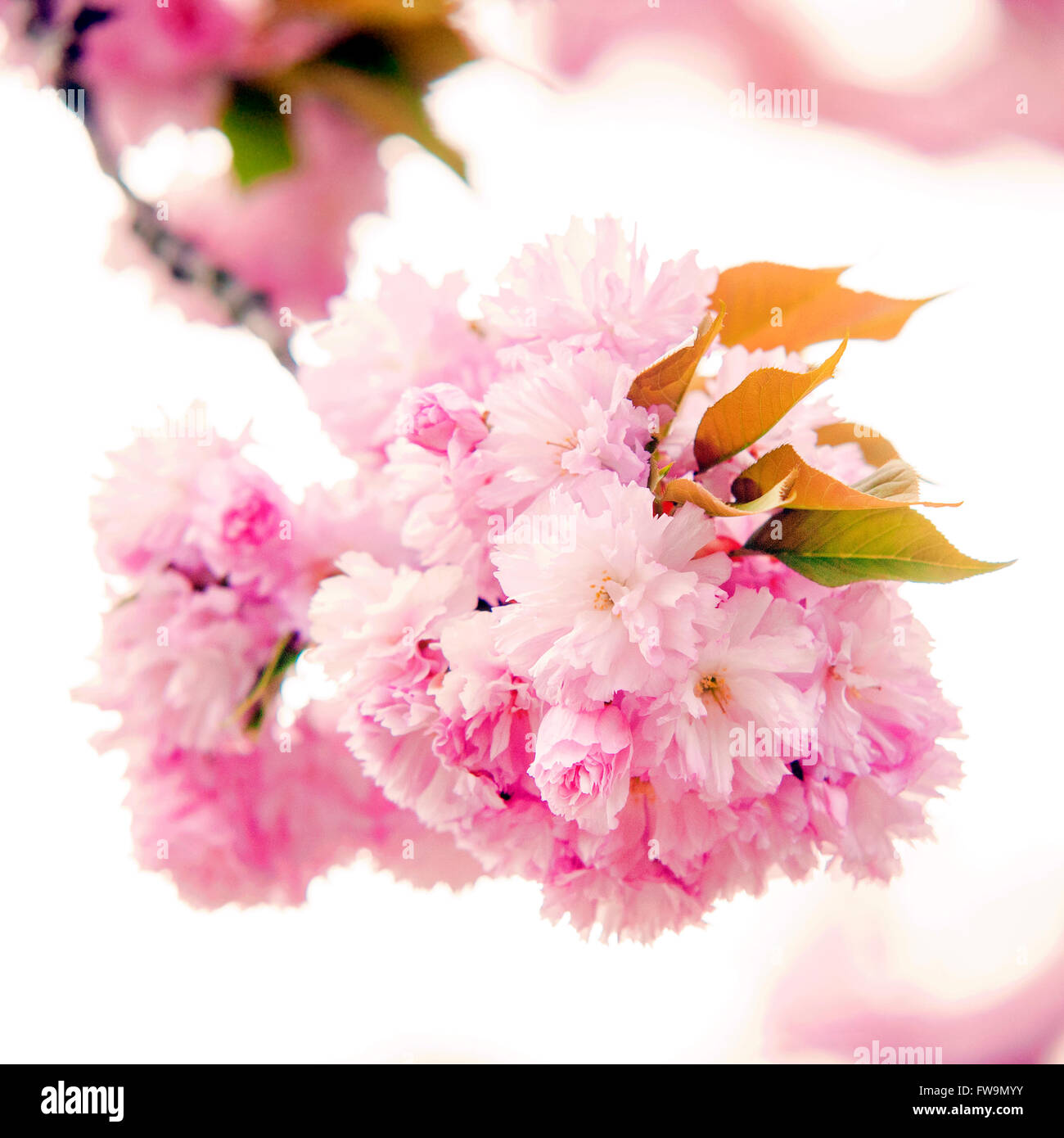 Blooming Sakura tree in Spring Stock Photo - Alamy