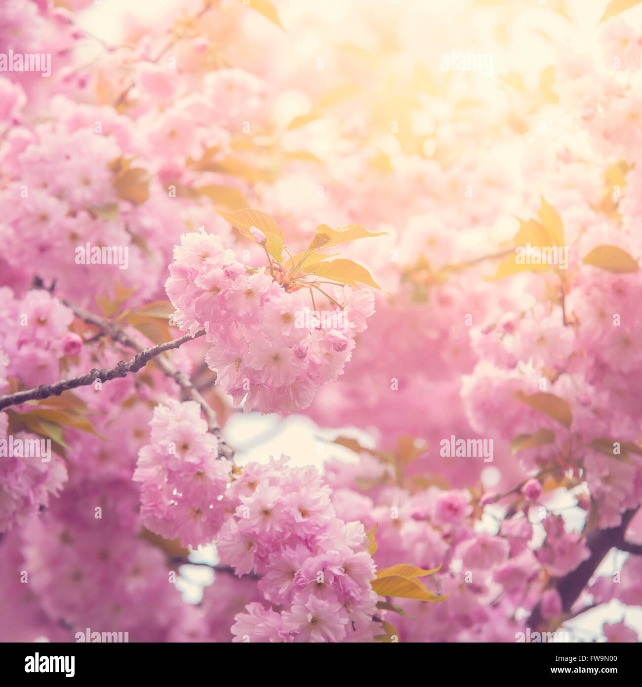 Blooming Sakura tree in Spring Stock Photo - Alamy