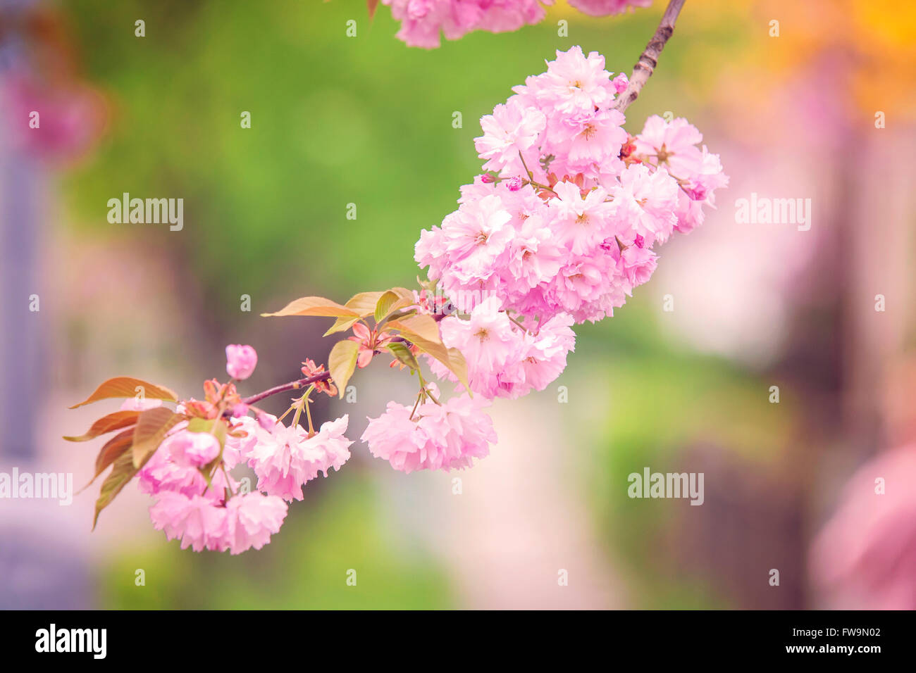 Blooming Sakura tree in Spring Stock Photo - Alamy