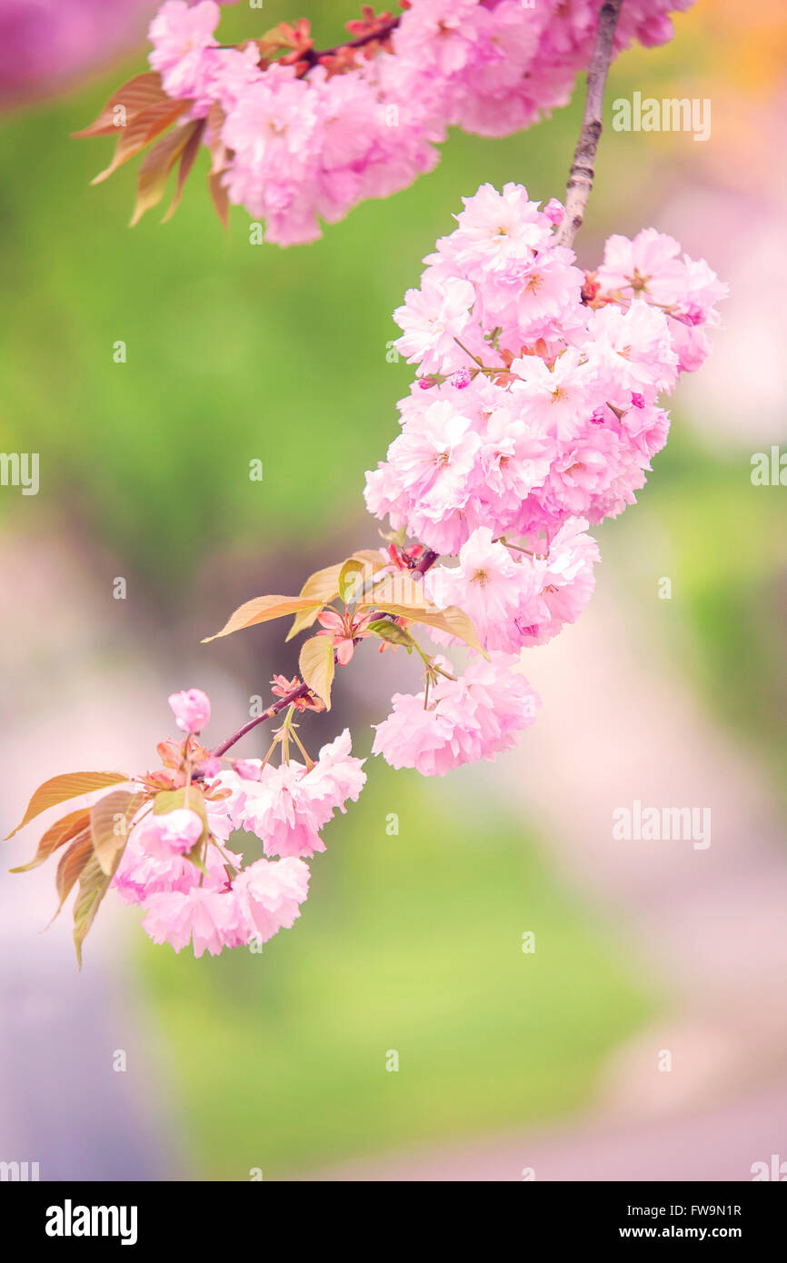 Blooming Sakura tree in Spring Stock Photo - Alamy