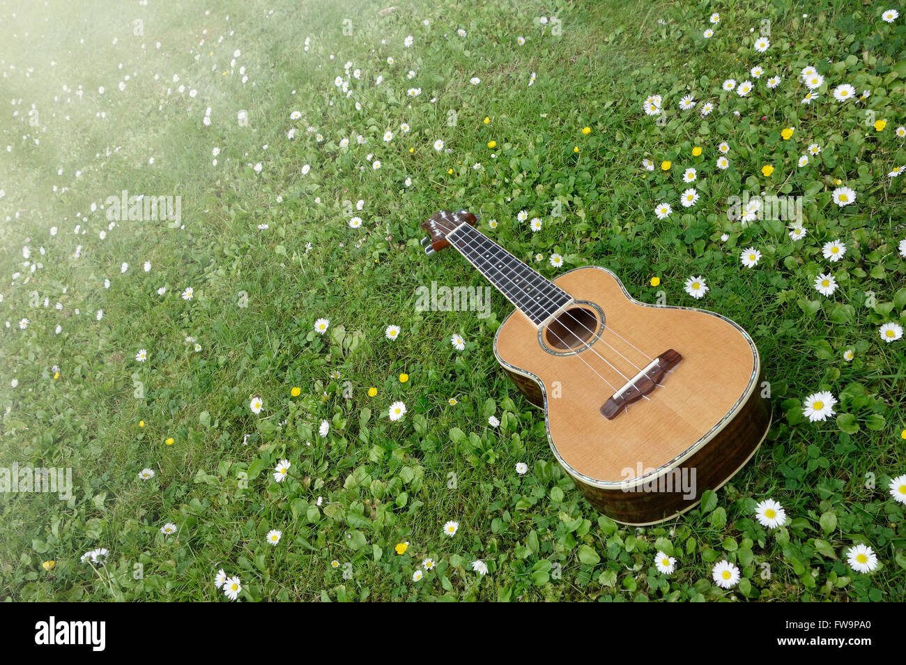 Ukulele lying in field of spring flowers. Bright and happy theme Stock ...