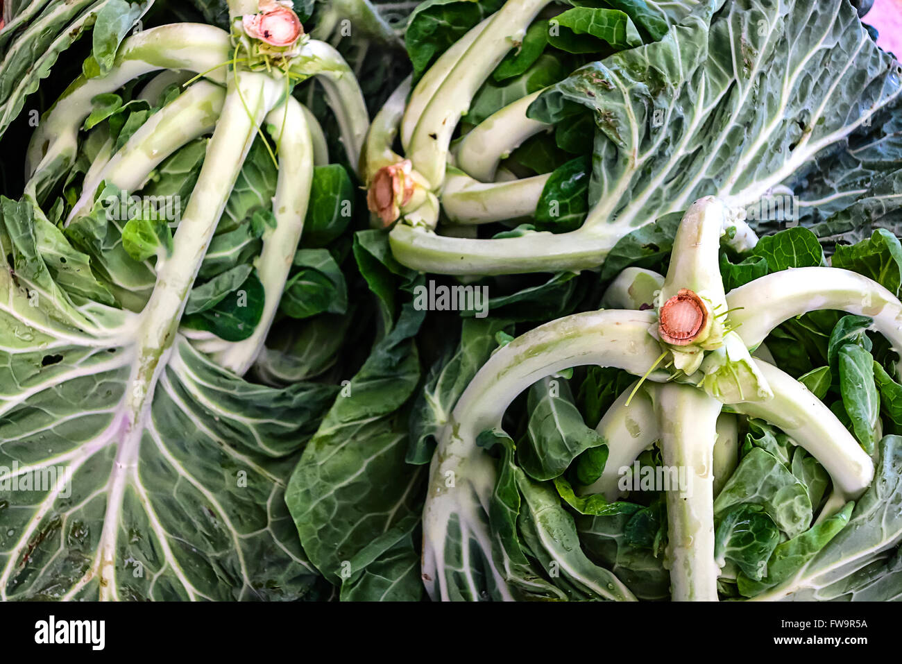Typical Portuguese white cabbage Stock Photo - Alamy