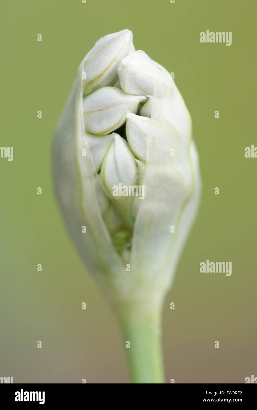 Opening flower hi-res stock photography and images - Alamy