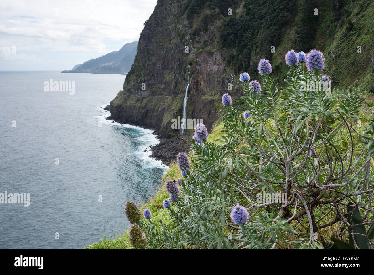 Pink flowers on Madeira with the waterfall of Seixal aas background ...
