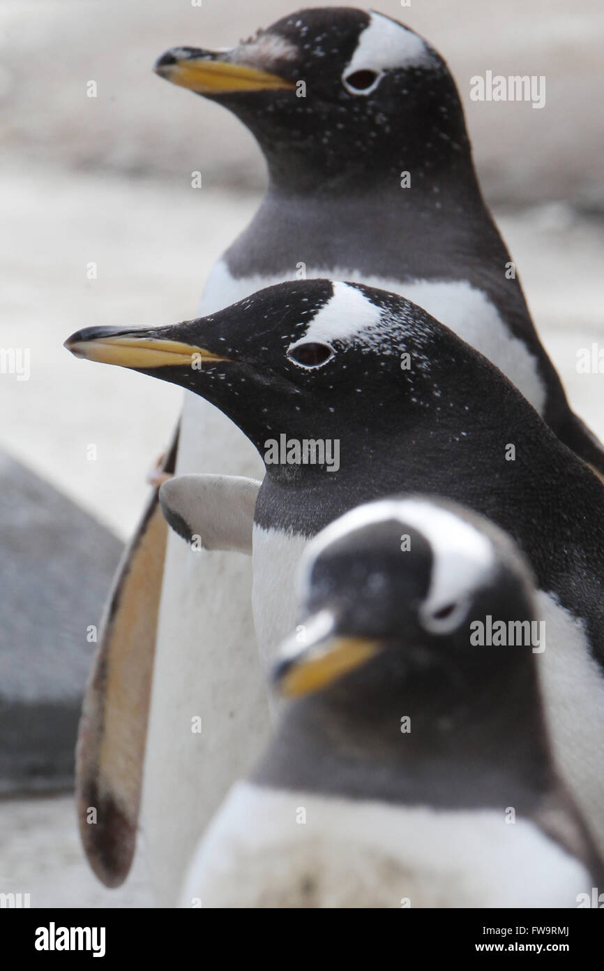 The female gentoo penguins at Penguins Rock at RZSS Edinburgh Zoo want ...