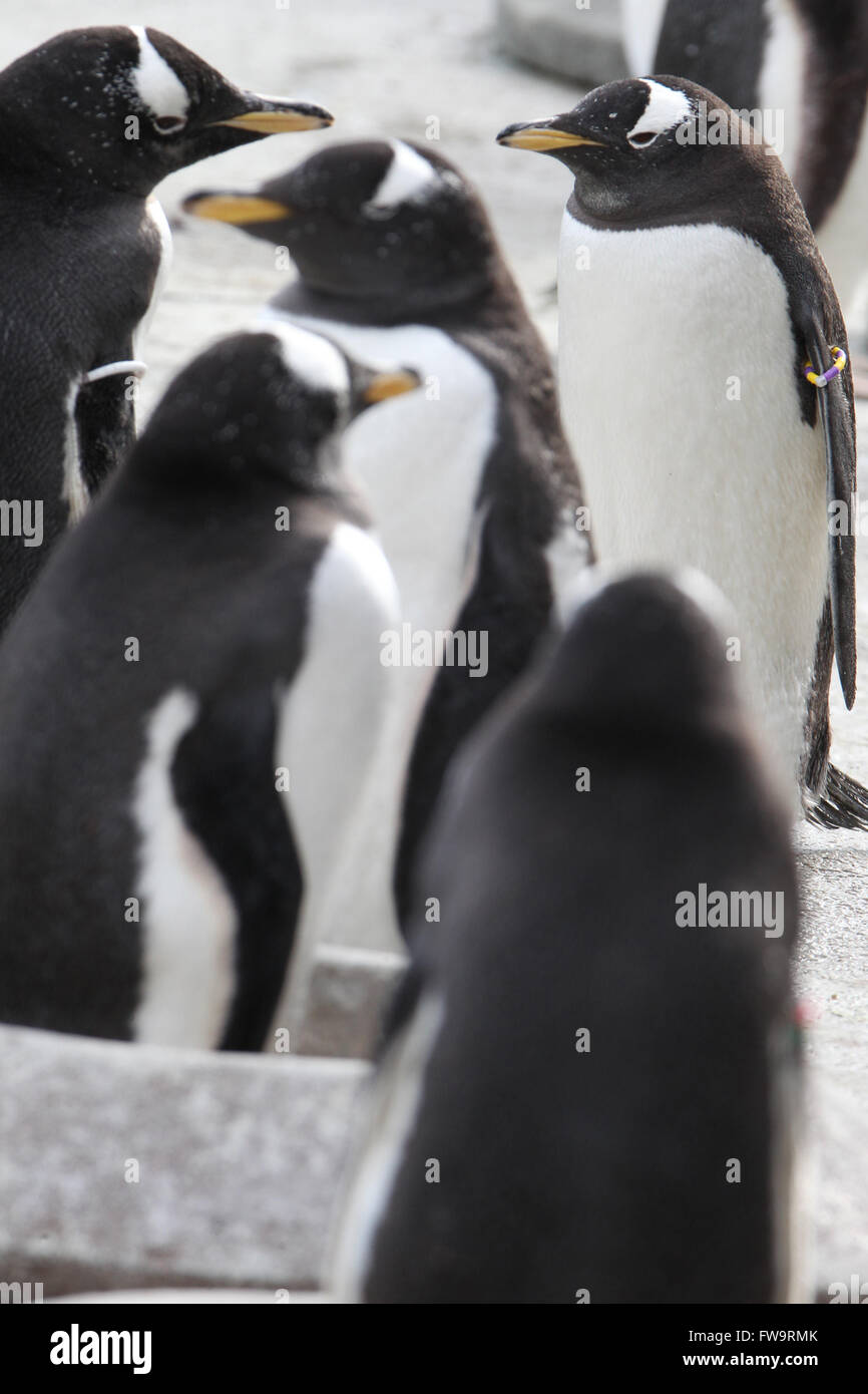 The female gentoo penguins at Penguins Rock at RZSS Edinburgh Zoo want ...