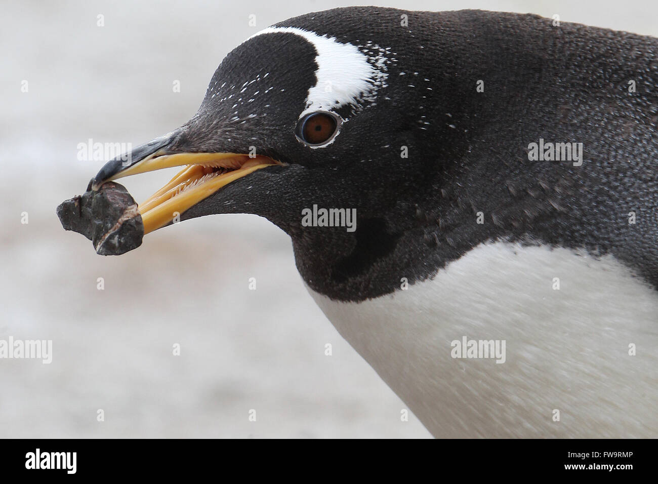 The female gentoo penguins at Penguins Rock at RZSS Edinburgh Zoo want ...