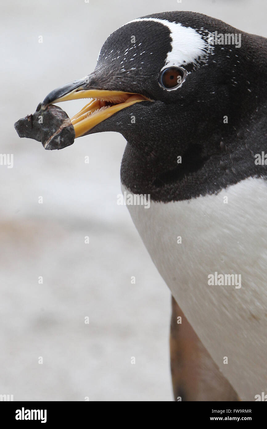 Penguins rock edinburgh zoo hi-res stock photography and images - Alamy