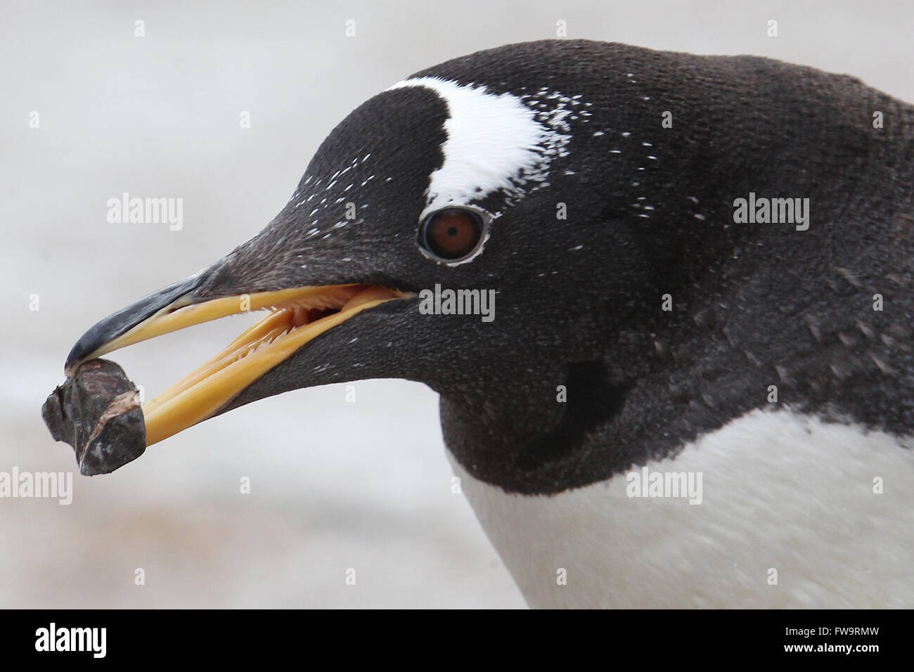 Penguins rock edinburgh zoo hi-res stock photography and images - Alamy