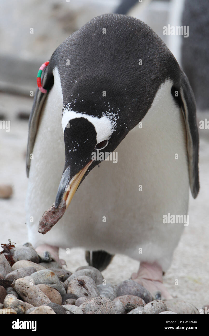 Penguins rock edinburgh zoo hi-res stock photography and images - Alamy