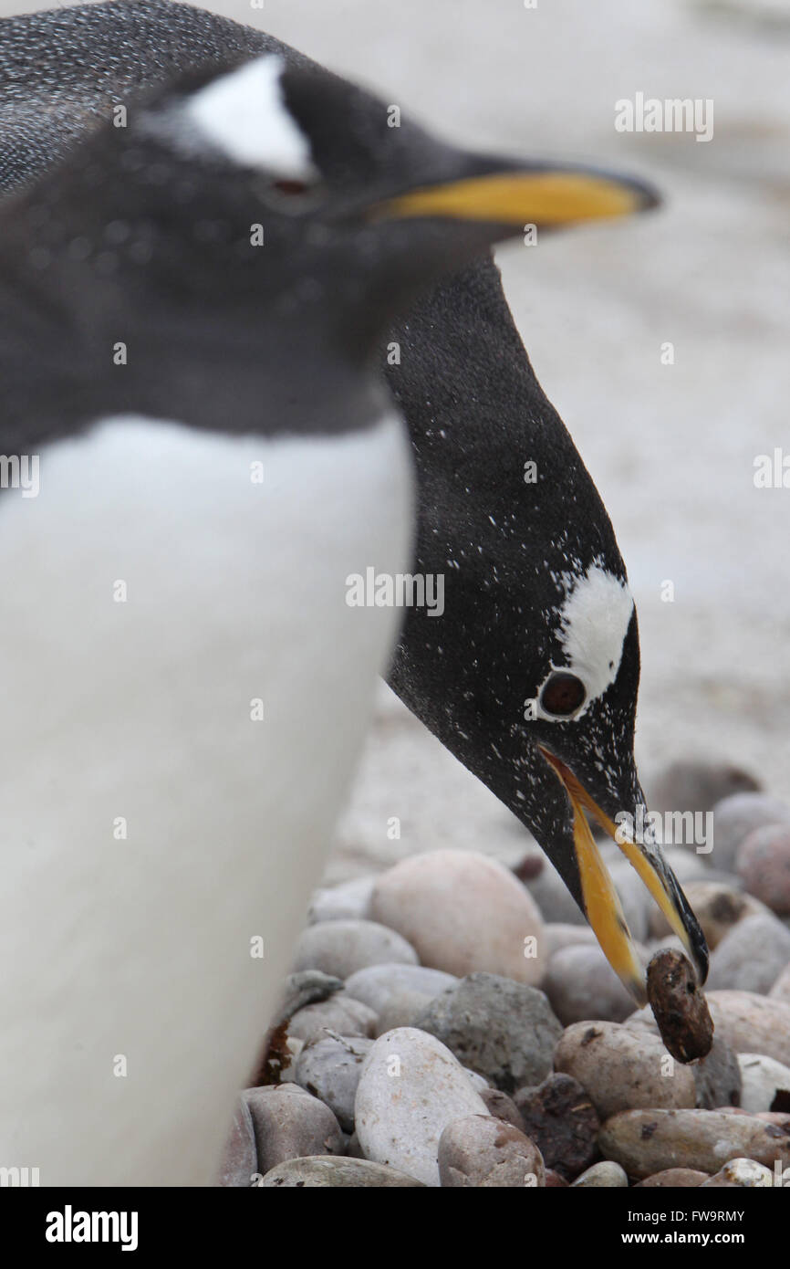 The female gentoo penguins at Penguins Rock at RZSS Edinburgh Zoo want ...