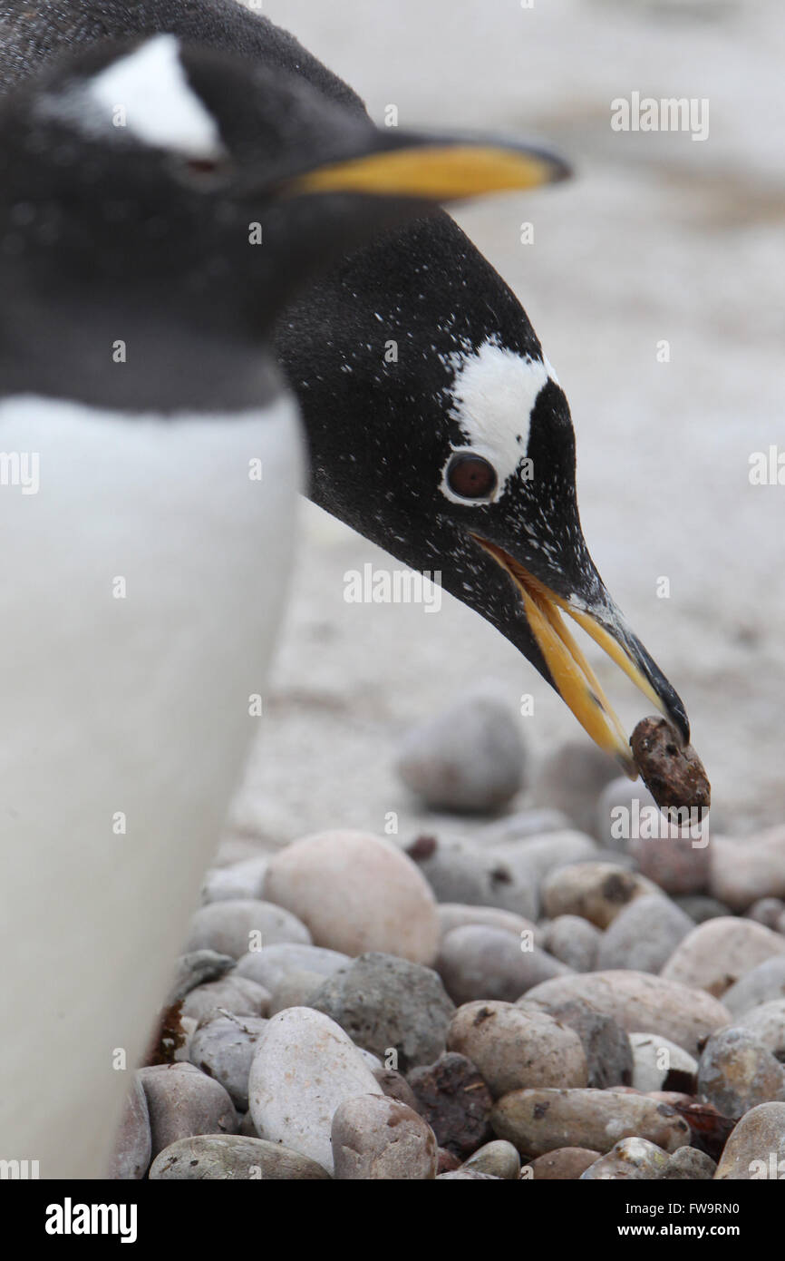 The female gentoo penguins at Penguins Rock at RZSS Edinburgh Zoo want ...