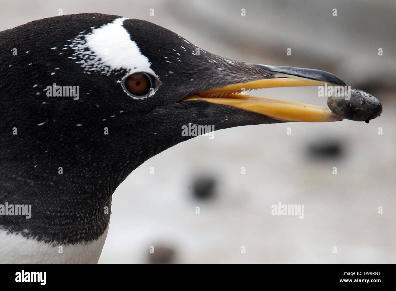 The female gentoo penguins at Penguins Rock at RZSS Edinburgh Zoo want ...