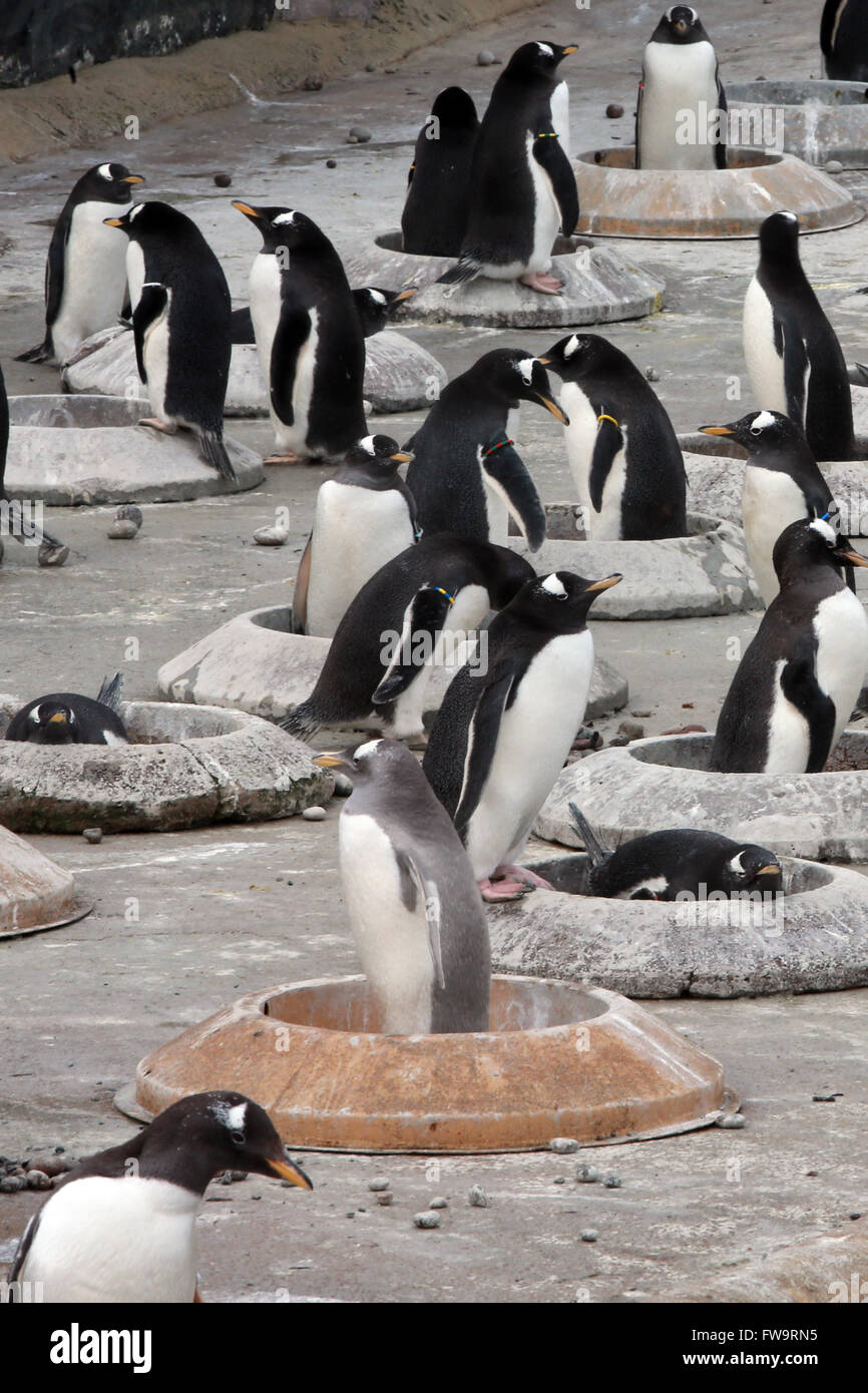 The female gentoo penguins at Penguins Rock at RZSS Edinburgh Zoo want ...
