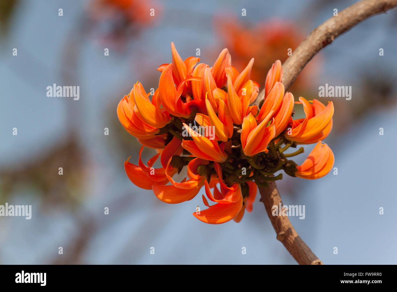 Palash flowers hi-res stock photography and images - Alamy