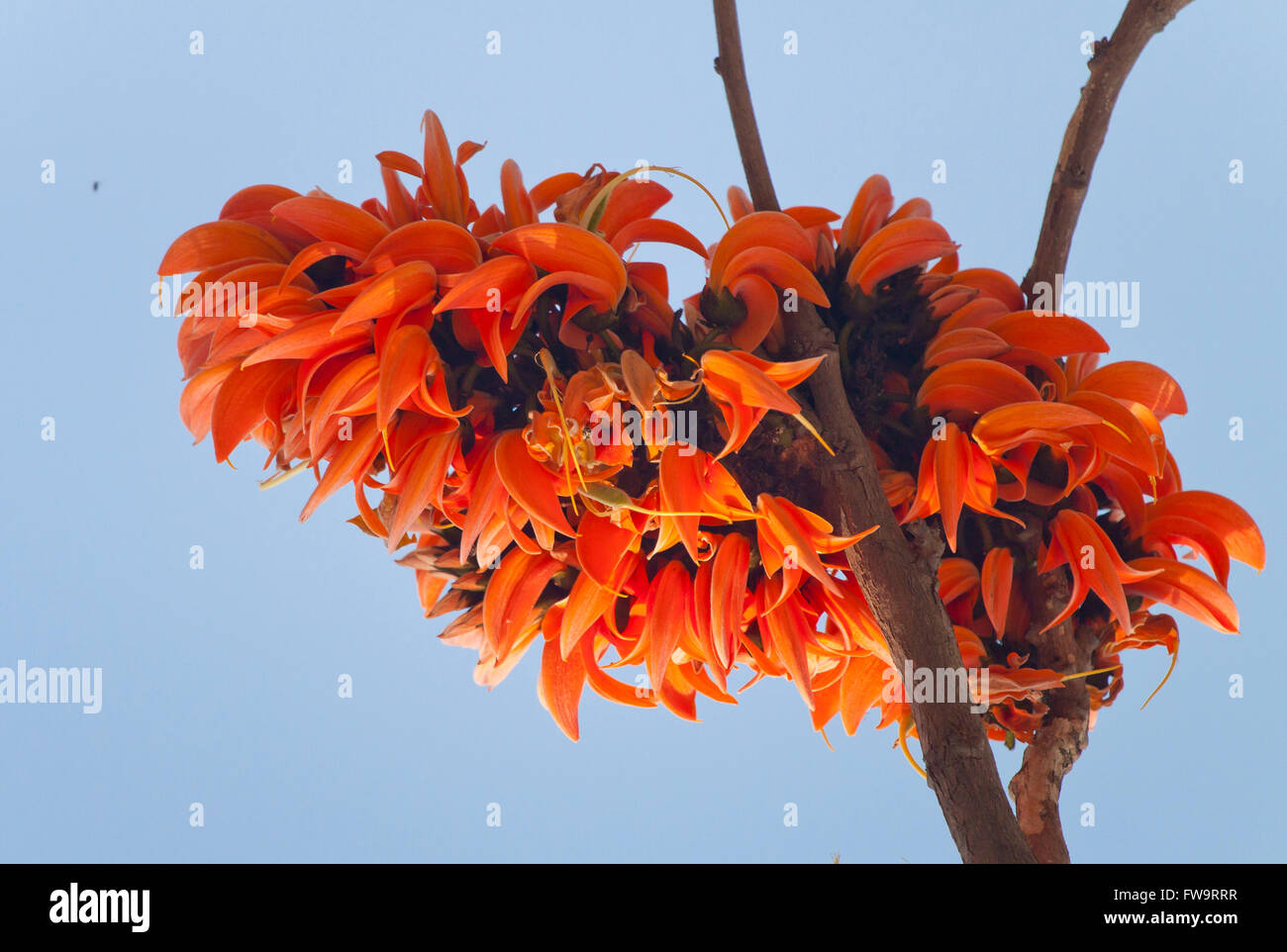 Flame of the forest (Butea monosperma) in full bloom in Dhaka ...