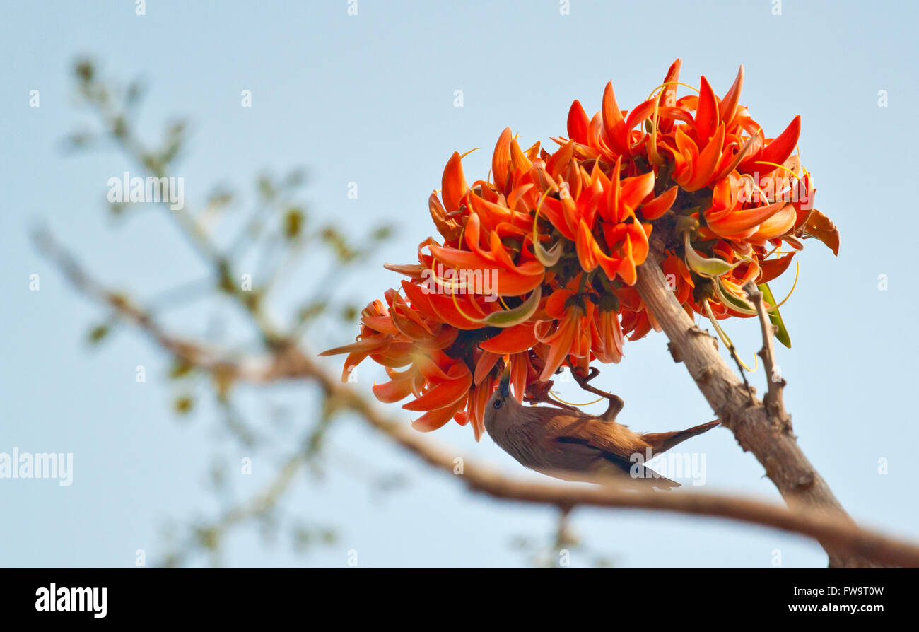 Palash flowers hi-res stock photography and images - Alamy