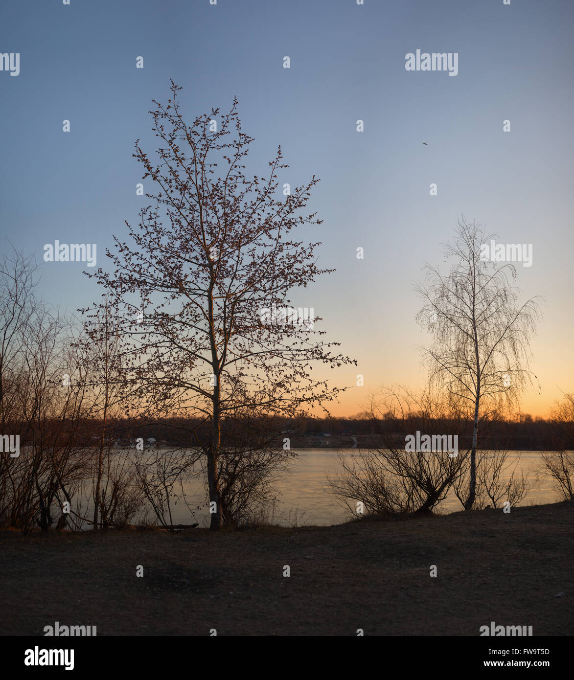 Beautiful landscape with old willow tree at sunrise. River bank Stock ...