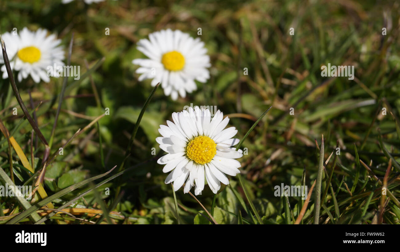 Daisies in a grass field at the start of spring in the UK Stock Photo ...