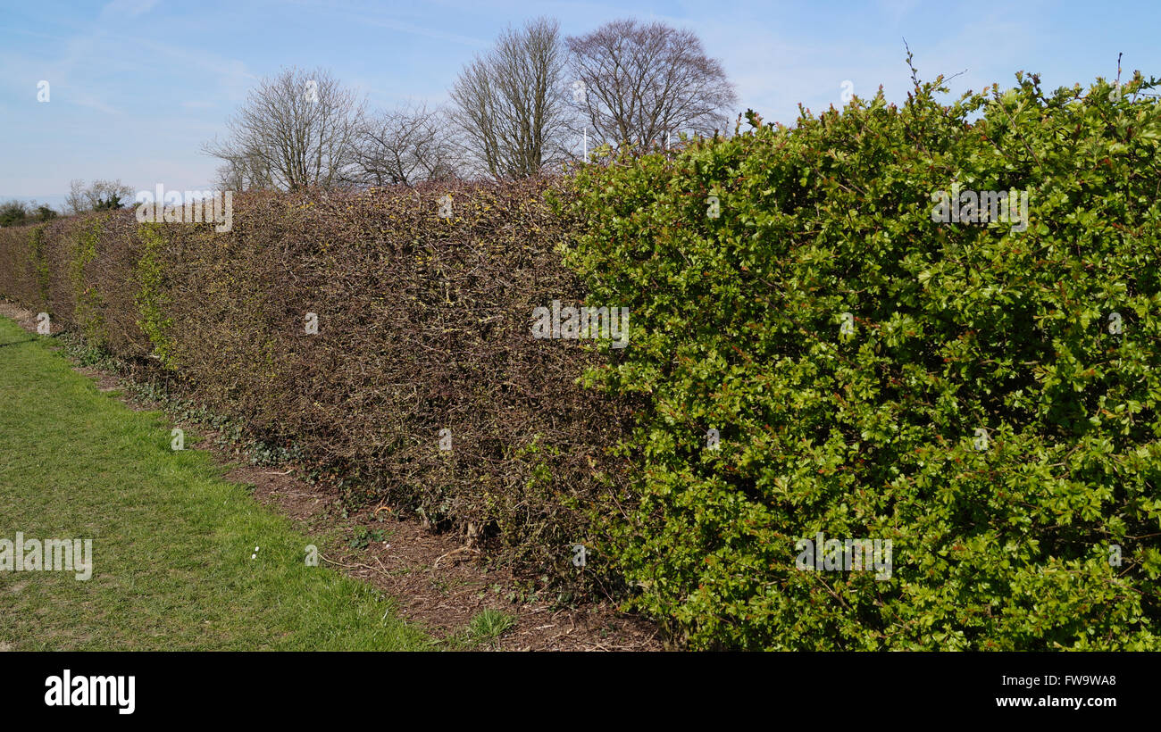 Start of spring with hedgerow at different stages of growth in Eastern ...