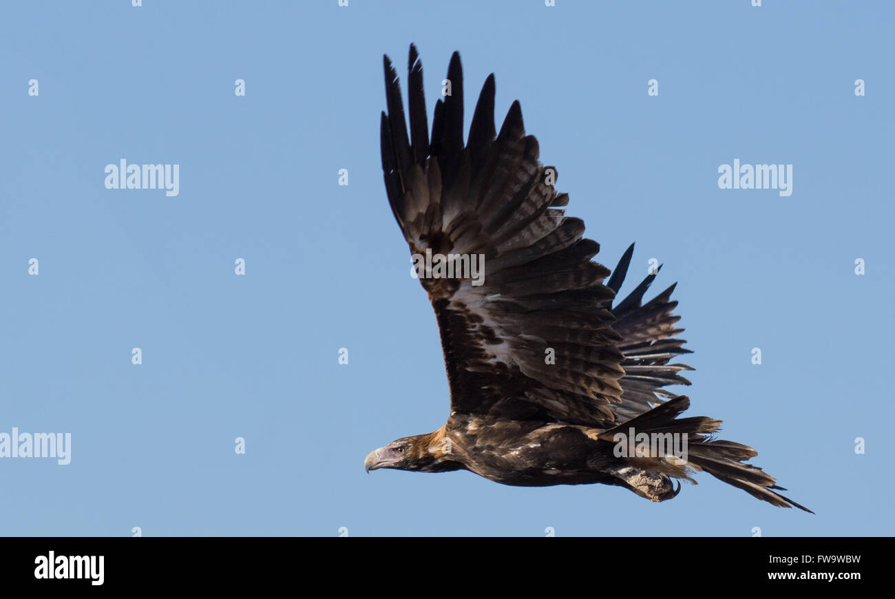 Australian wedge tailed eagle in flight in outback Australia Stock ...