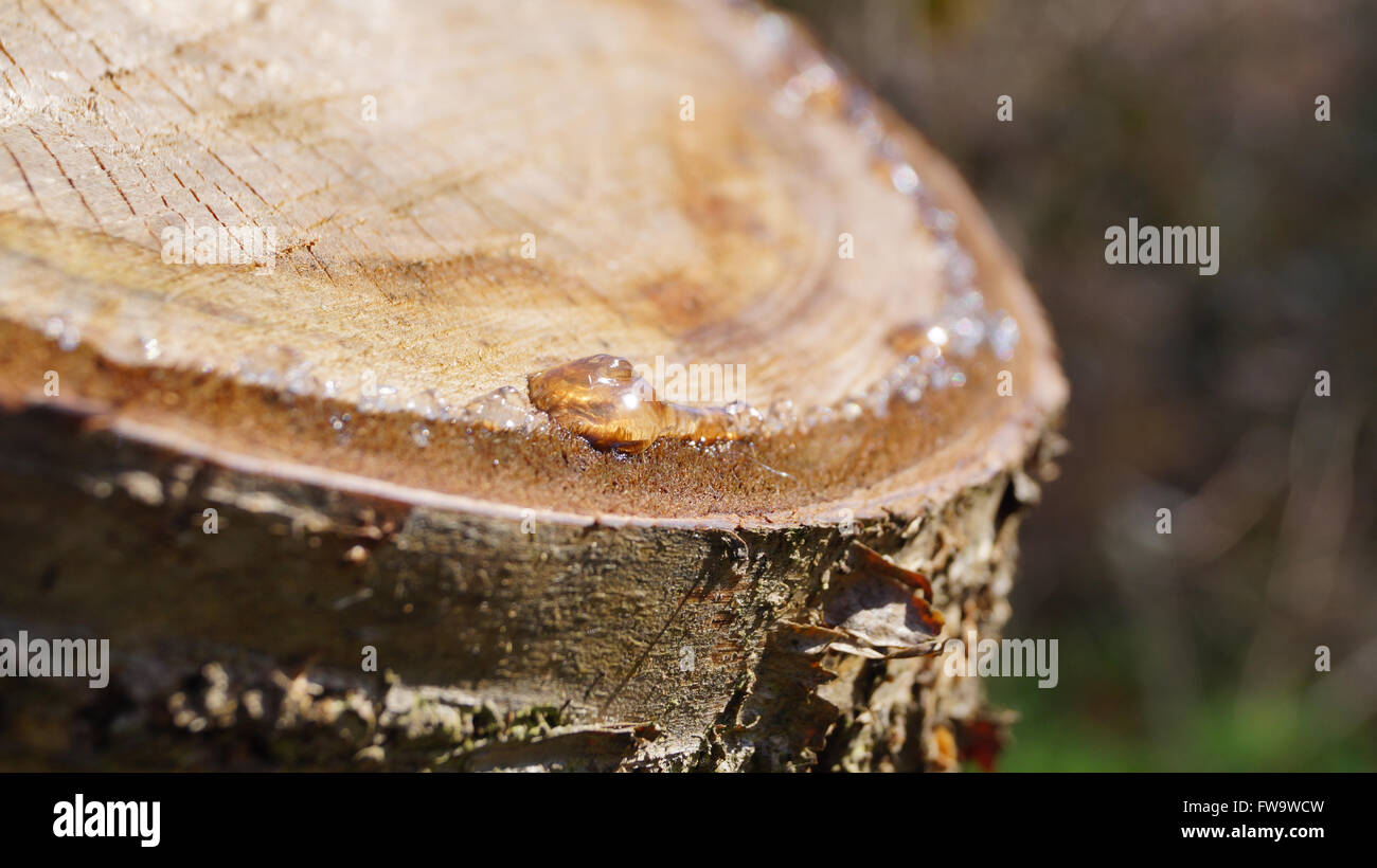 Tree sap oozing from freshly chopped tree trunk in the spring sunshine ...