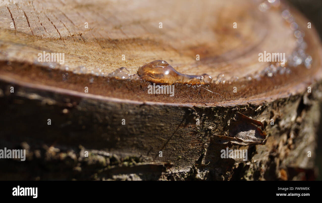 Tree sap seeping from cut down tree trunk Stock Photo - Alamy