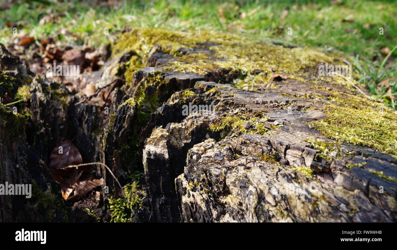 Close up of moss and lichen growing from a dead rotting tree stump ...
