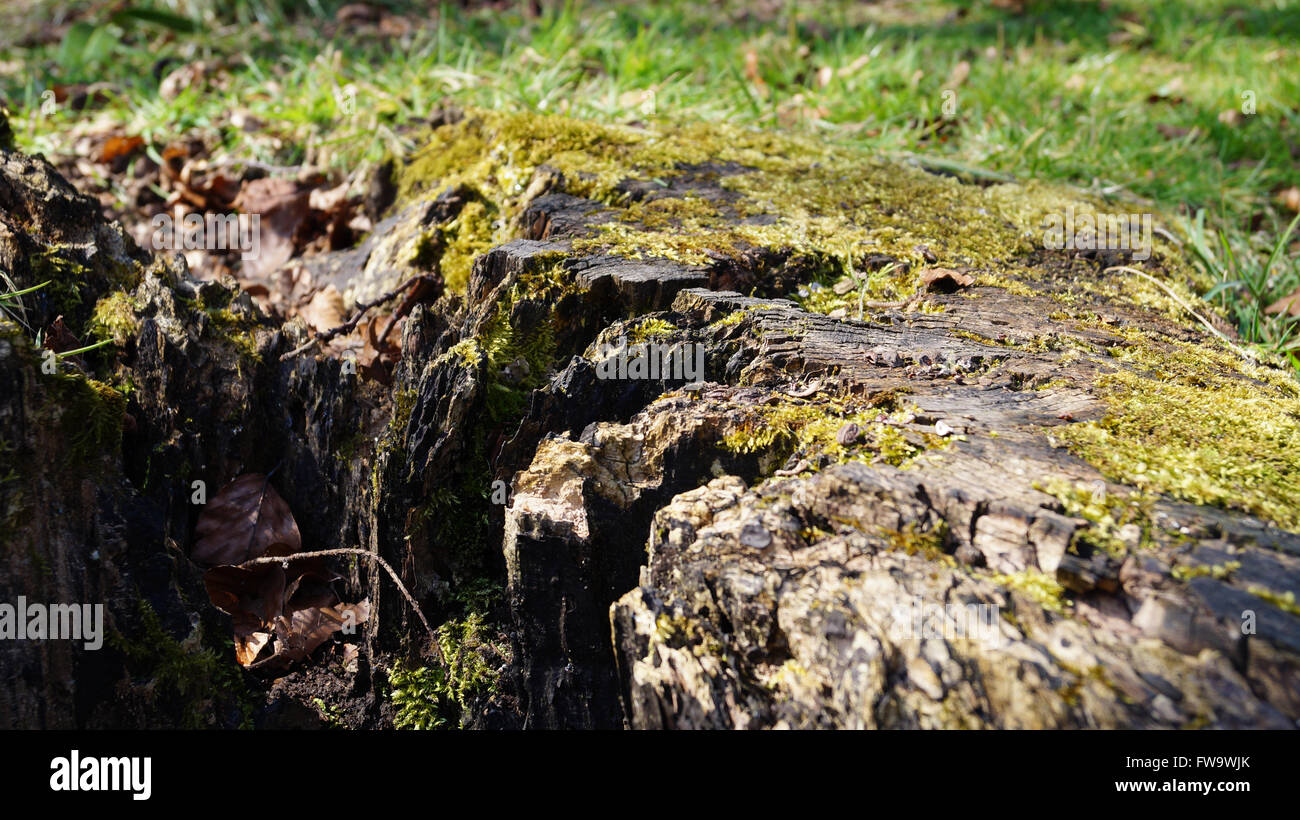 Close up of moss and lichen growing from a dead rotting tree stump ...