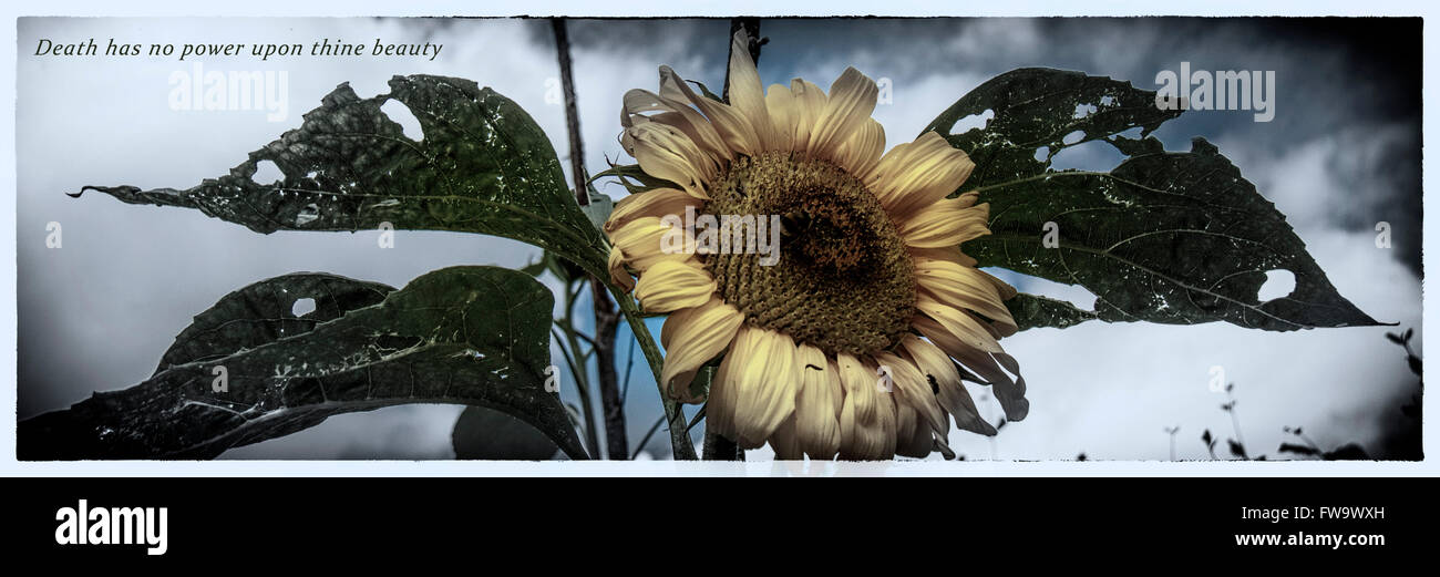 A decaying sunflower with supportive text Stock Photo - Alamy