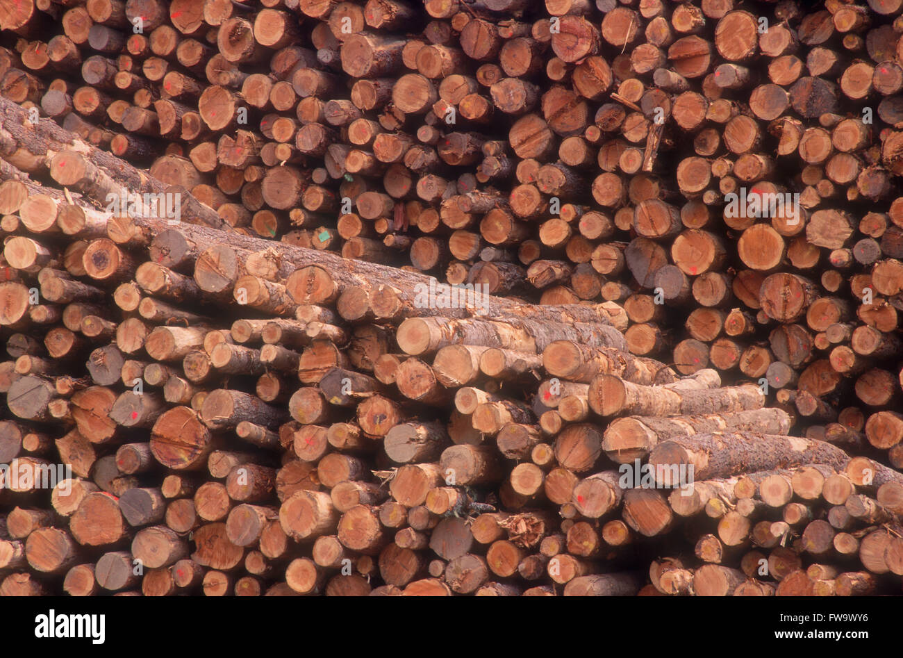 Pulp logs stacks hi-res stock photography and images - Alamy