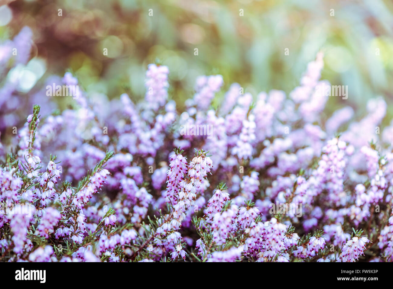 Spring heathers with soft focus bokeh, sun rays. Filtered effect photo ...