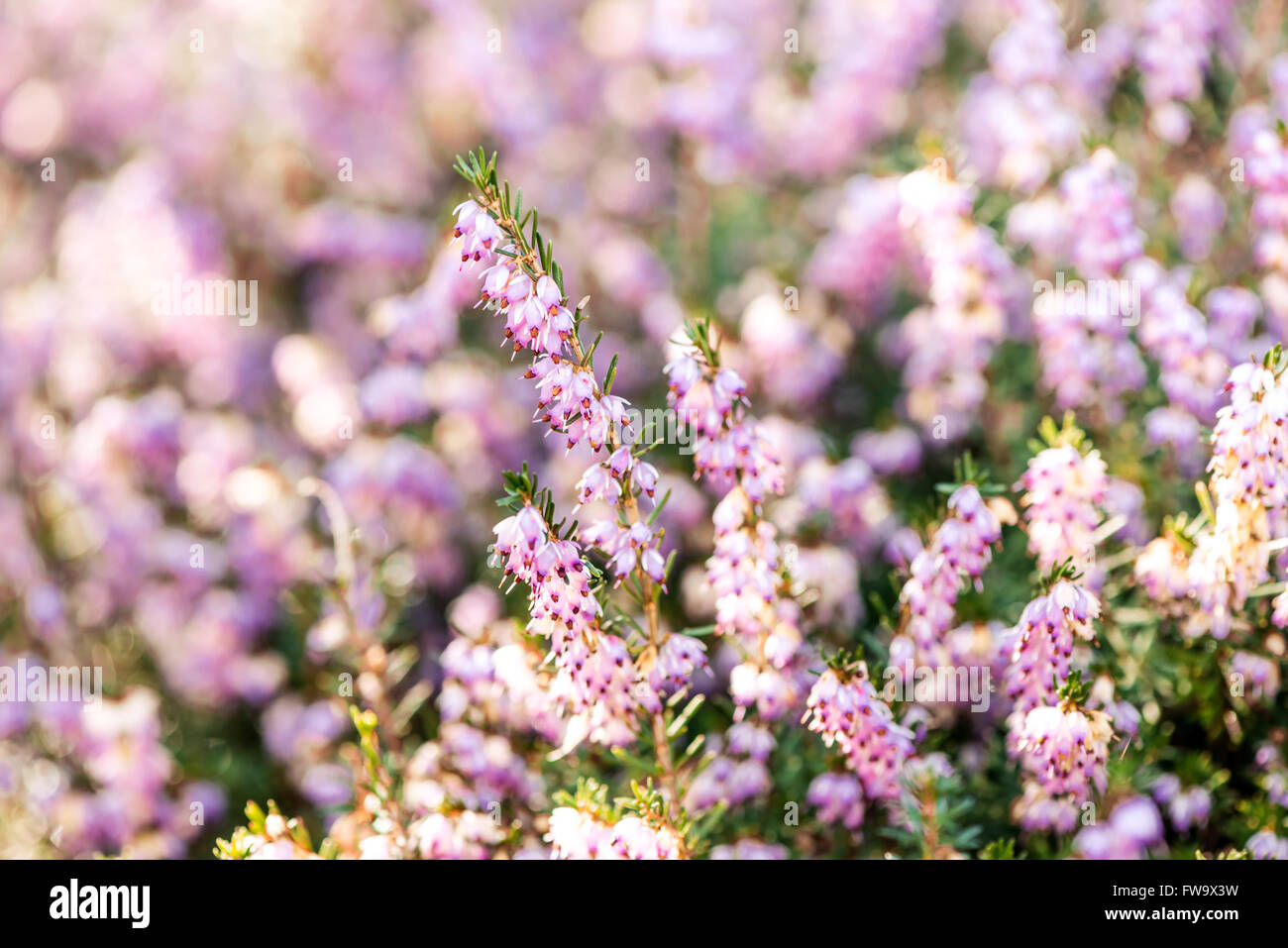 Spring heathers with soft focus bokeh, sun rays. Filtered effect photo ...