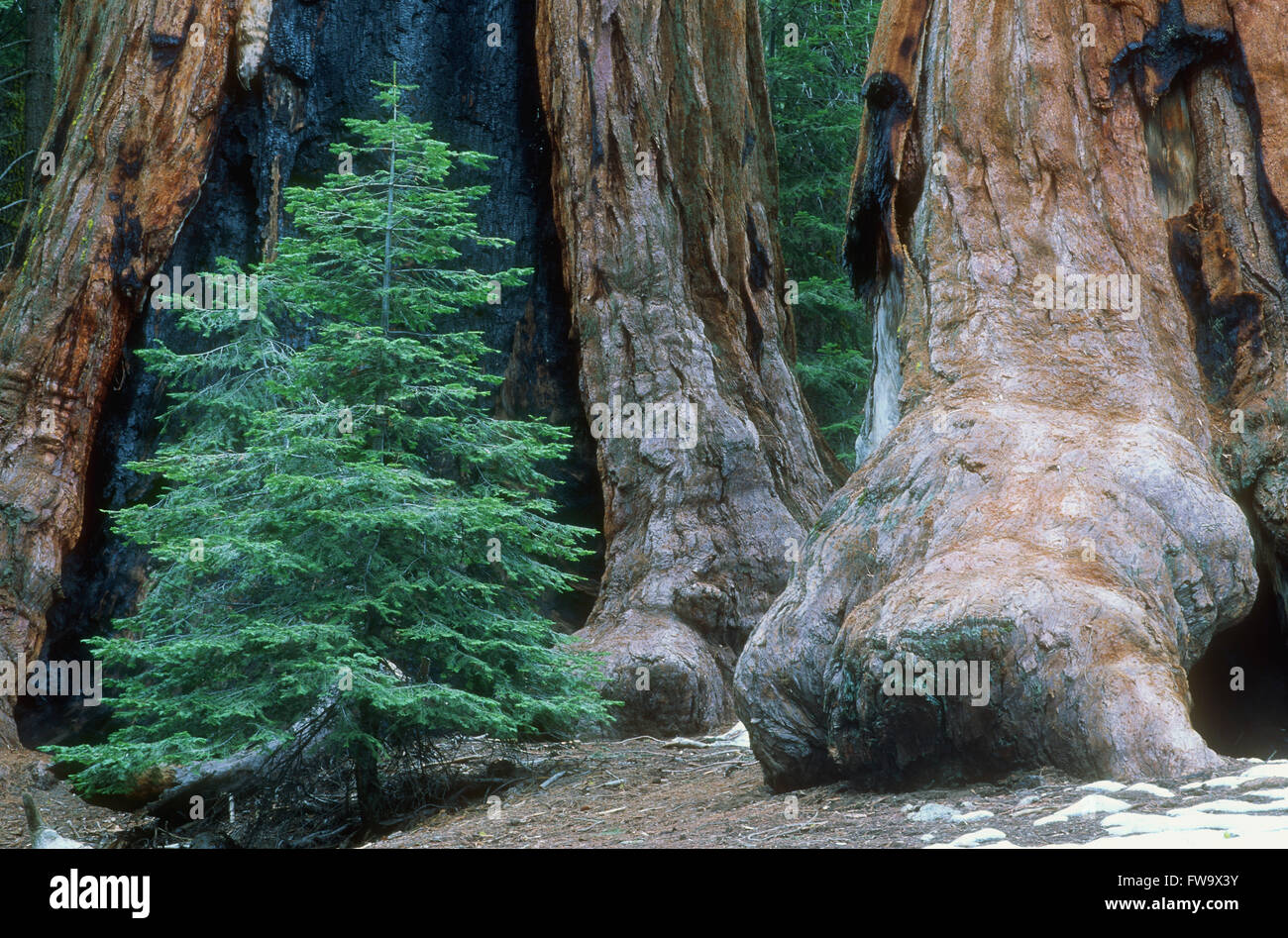 Giant Sequoia trees, Sequoia National Park, California, U.S.A Stock ...