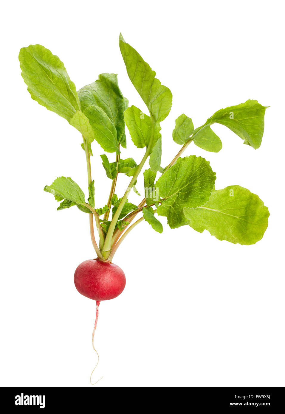 Isolated lush Cut Out Stock Images & Pictures - Alamy