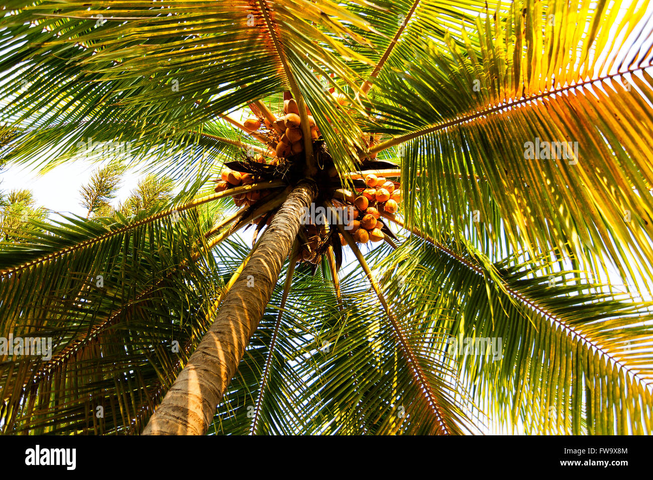 Palm tree stalk hi-res stock photography and images - Alamy