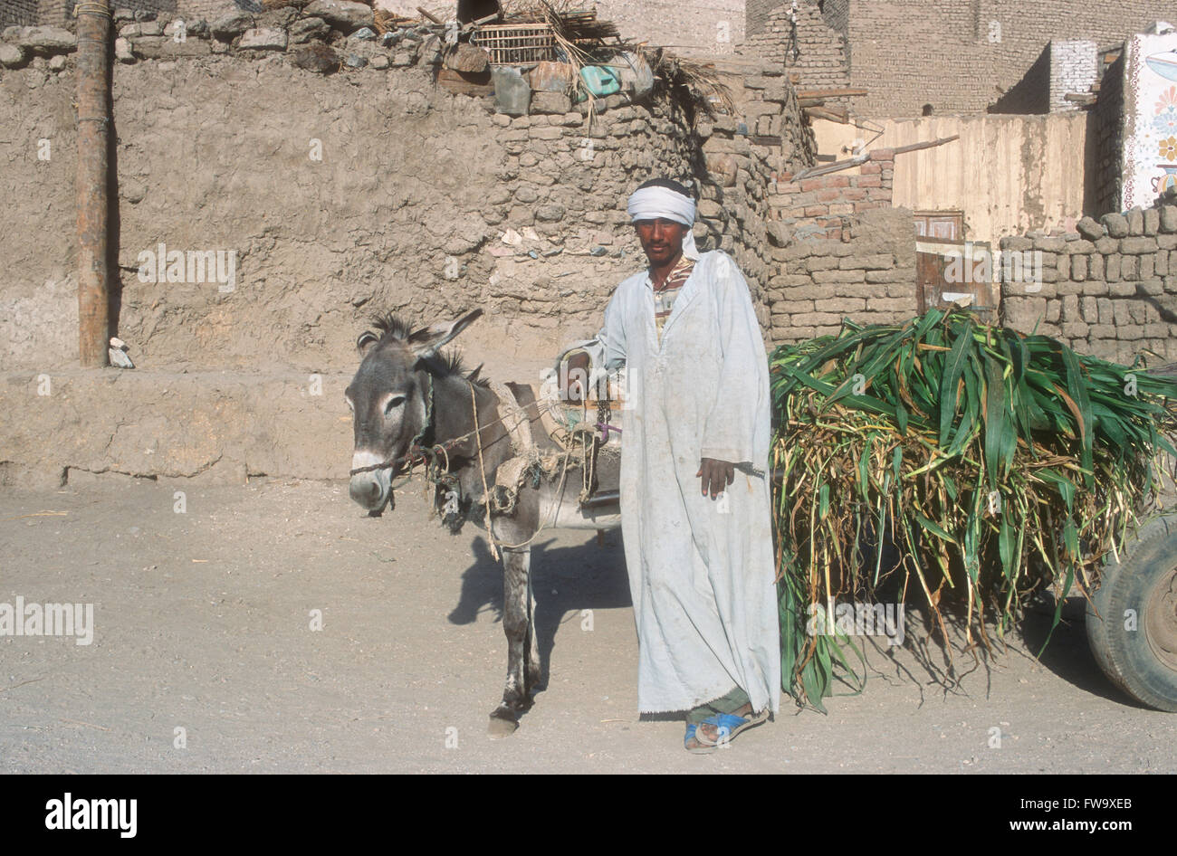Egyptian Man Wearing Traditional Clothing with a Donkey near Luxor ...