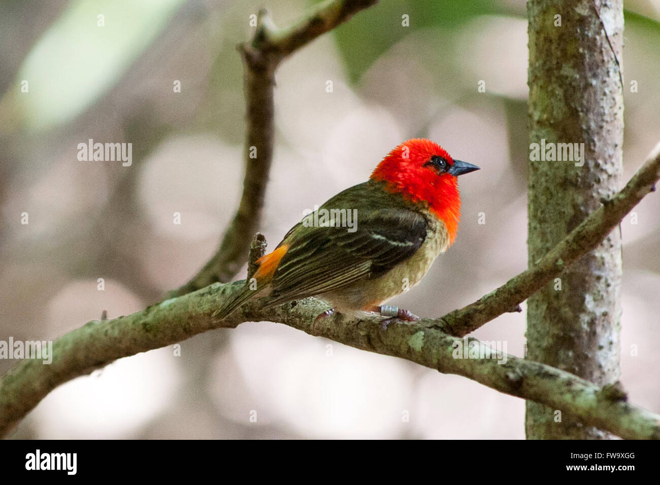 Mauritius Fody on the islet of Ile Aux Aigrettes in Mauritius Stock ...