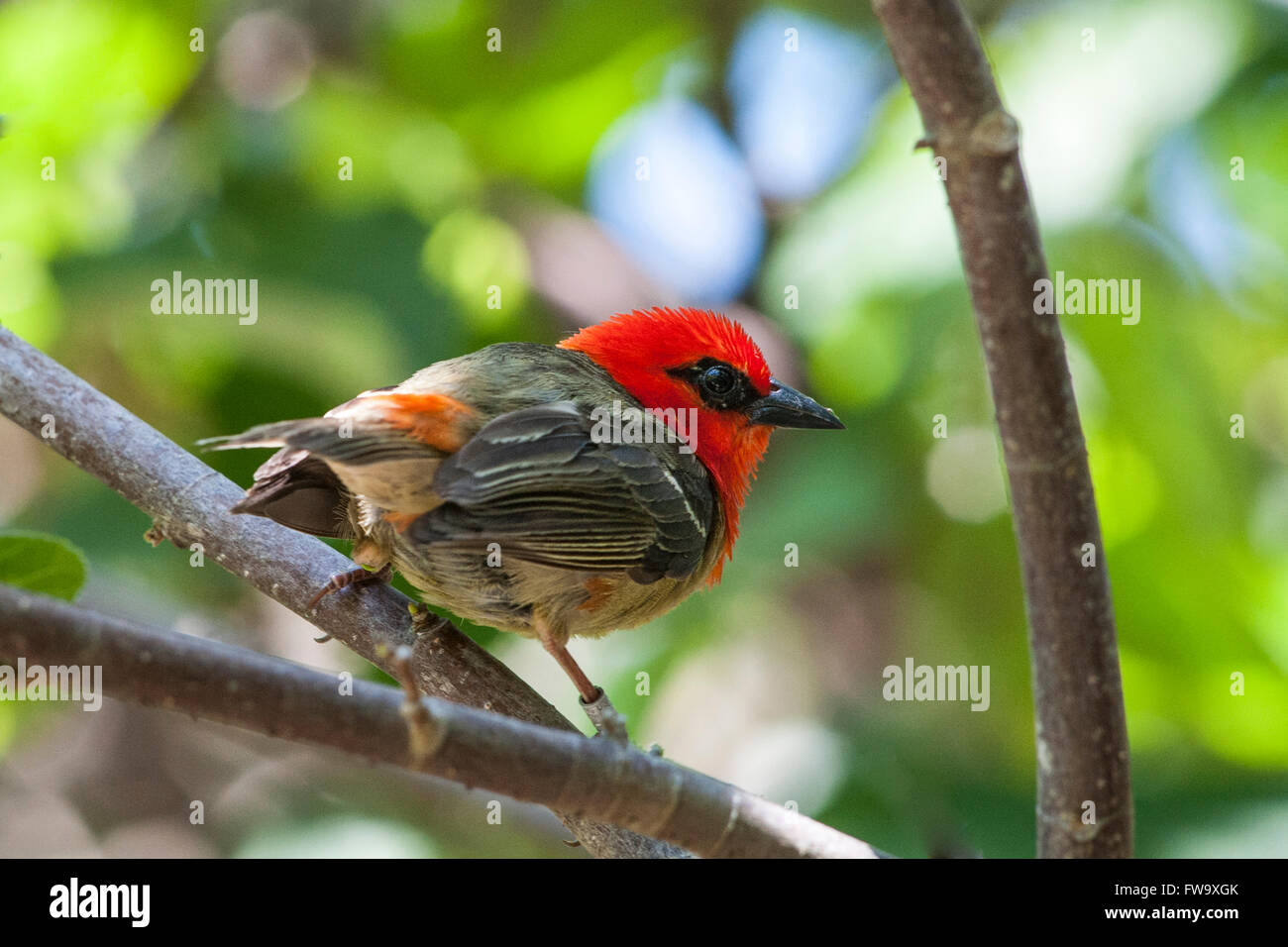 Mauritius Fody on the islet of Ile Aux Aigrettes in Mauritius Stock ...