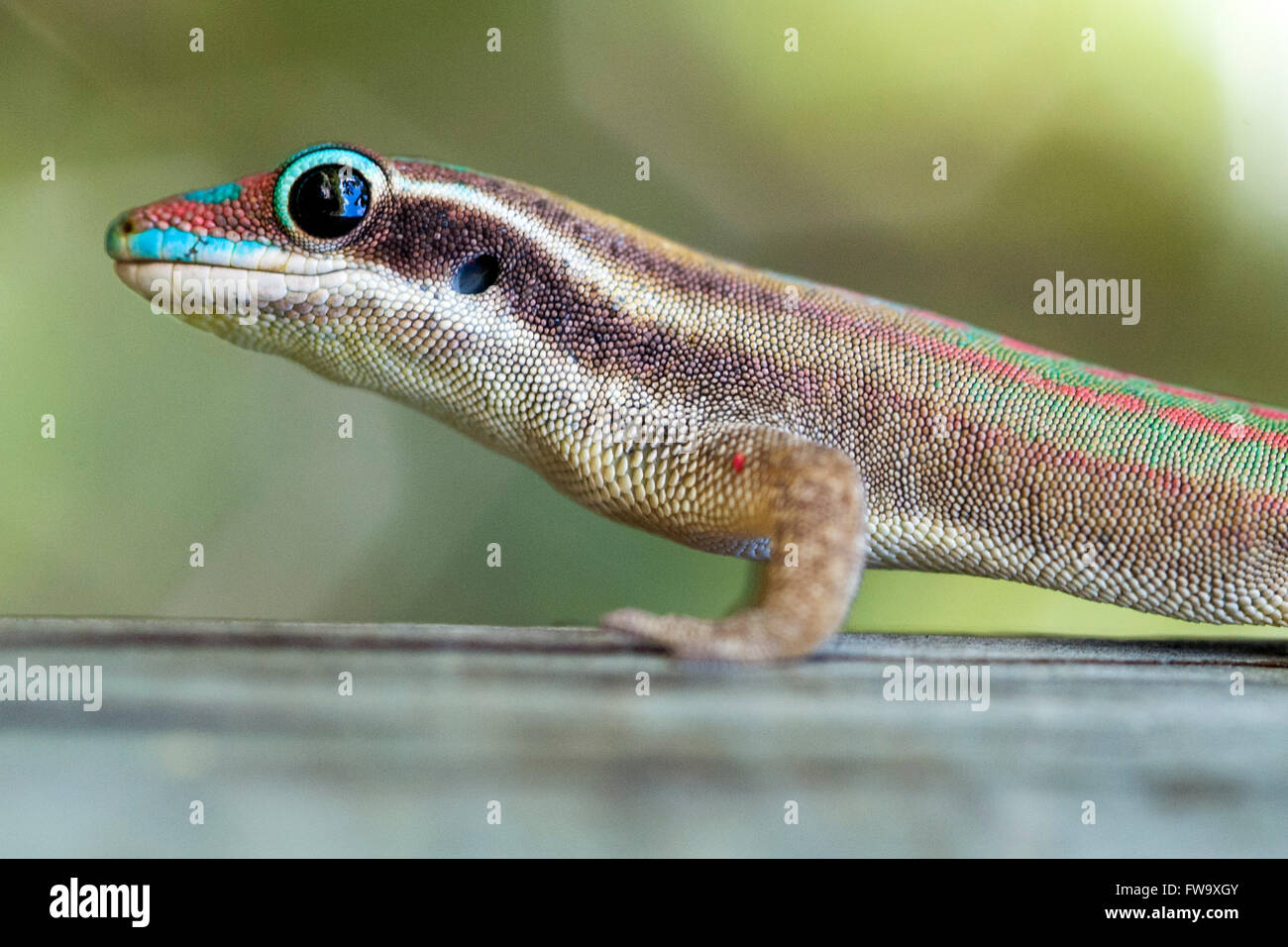 Ornate day gecko (Phelsuma ornata) on the islet of Ile Aux Aigrettes in ...