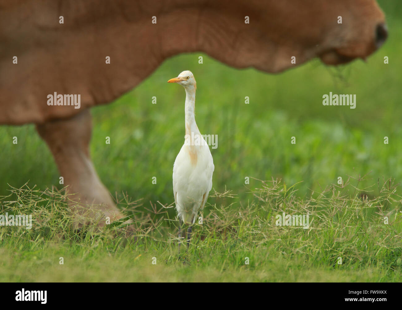 A Cattle Egret - Ardea ibis - standing next to grazing cattle in a ...