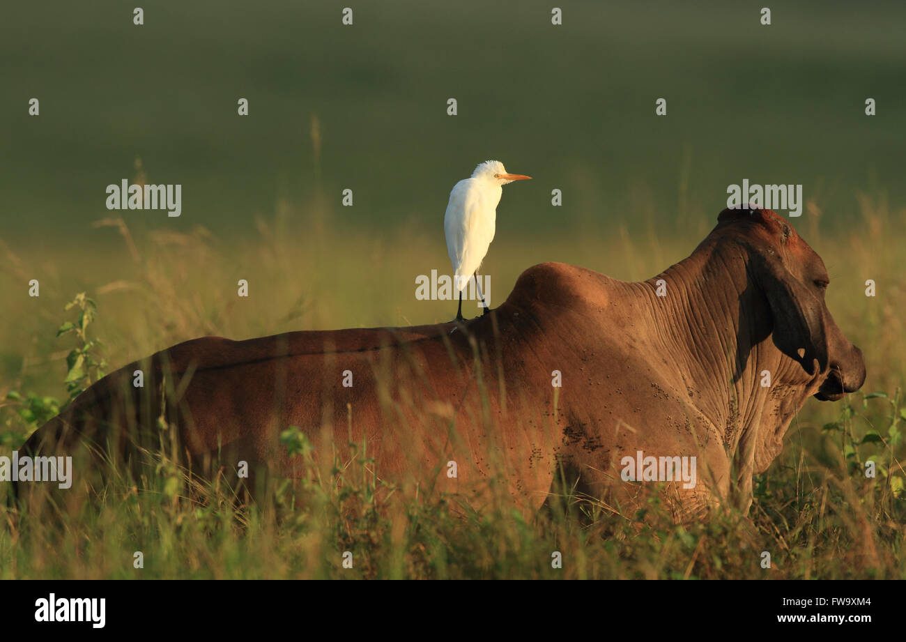A Cattle Egret - Ardea ibis - standing on a heifer's back in a rural ...