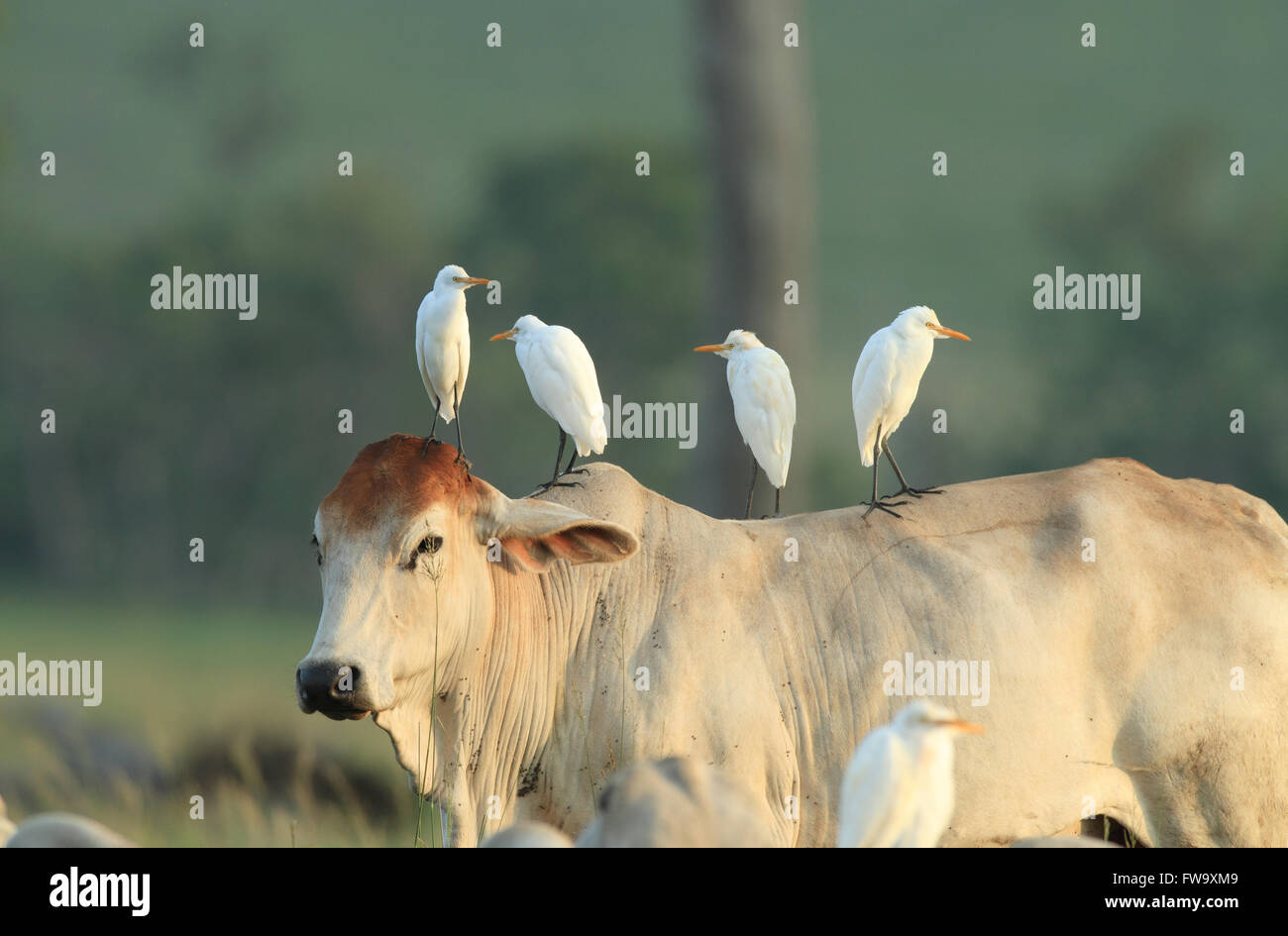 Cattle Egrets - Ardea ibis - standing on a cow's back in a rural ...