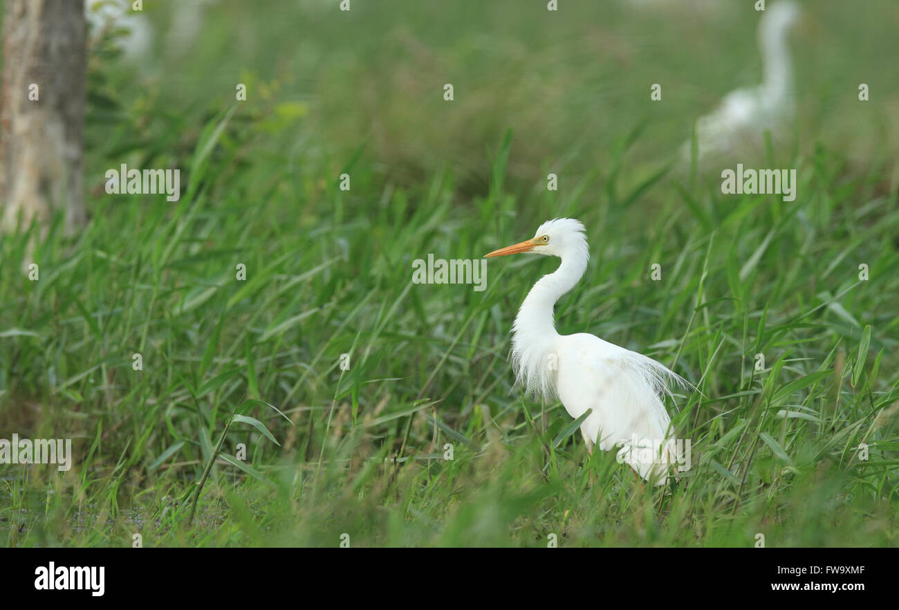Intermediate egret, Ardea intermedia - with ruffled feathers in marsh ...