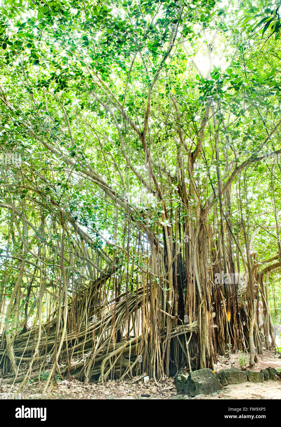 Banyan tree on Ile Aux Cerfs in Mauritius Stock Photo - Alamy