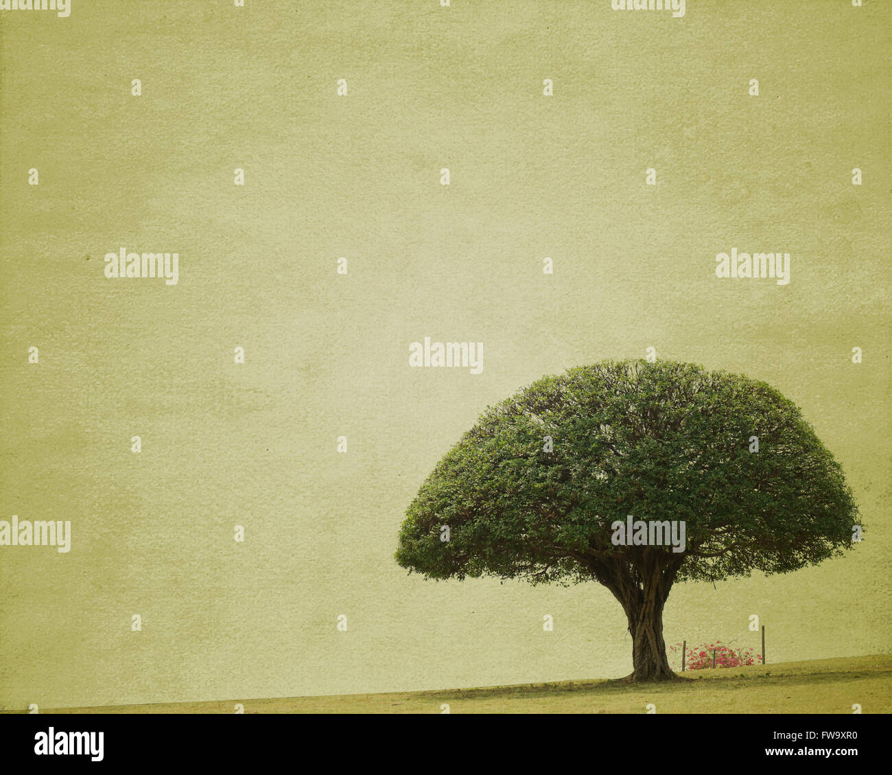 tree with old grunge antique paper texture Stock Photo - Alamy