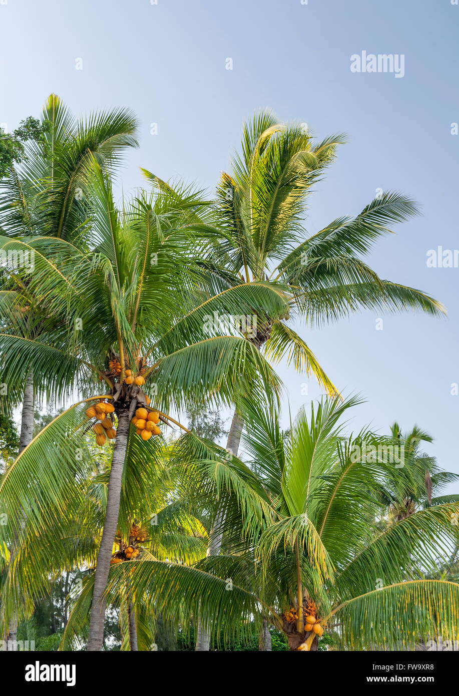 Palm trees at the Maritim Hotel in Mauritius Stock Photo - Alamy