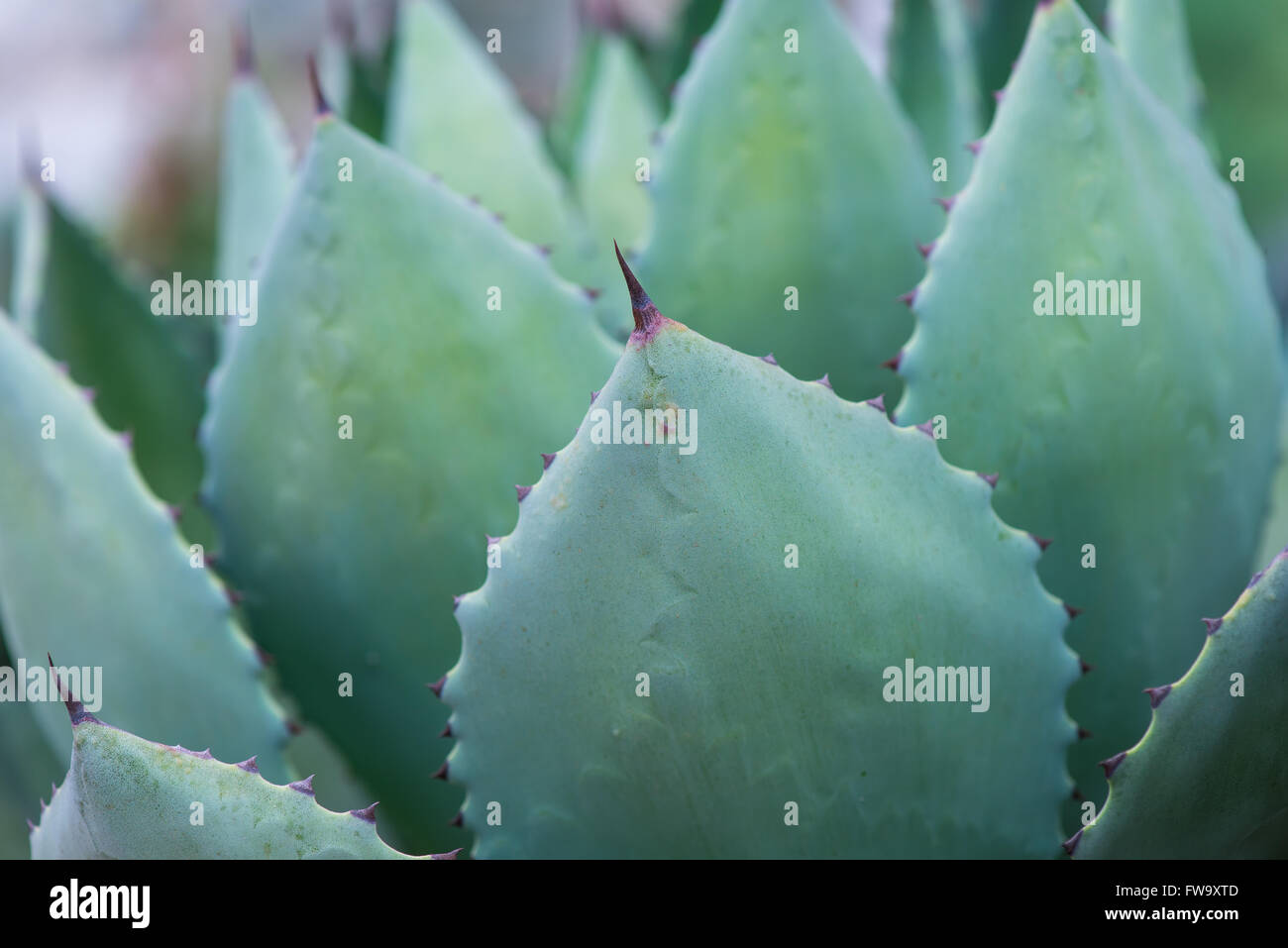 Sharp pointed agave plant leaves Stock Photo - Alamy