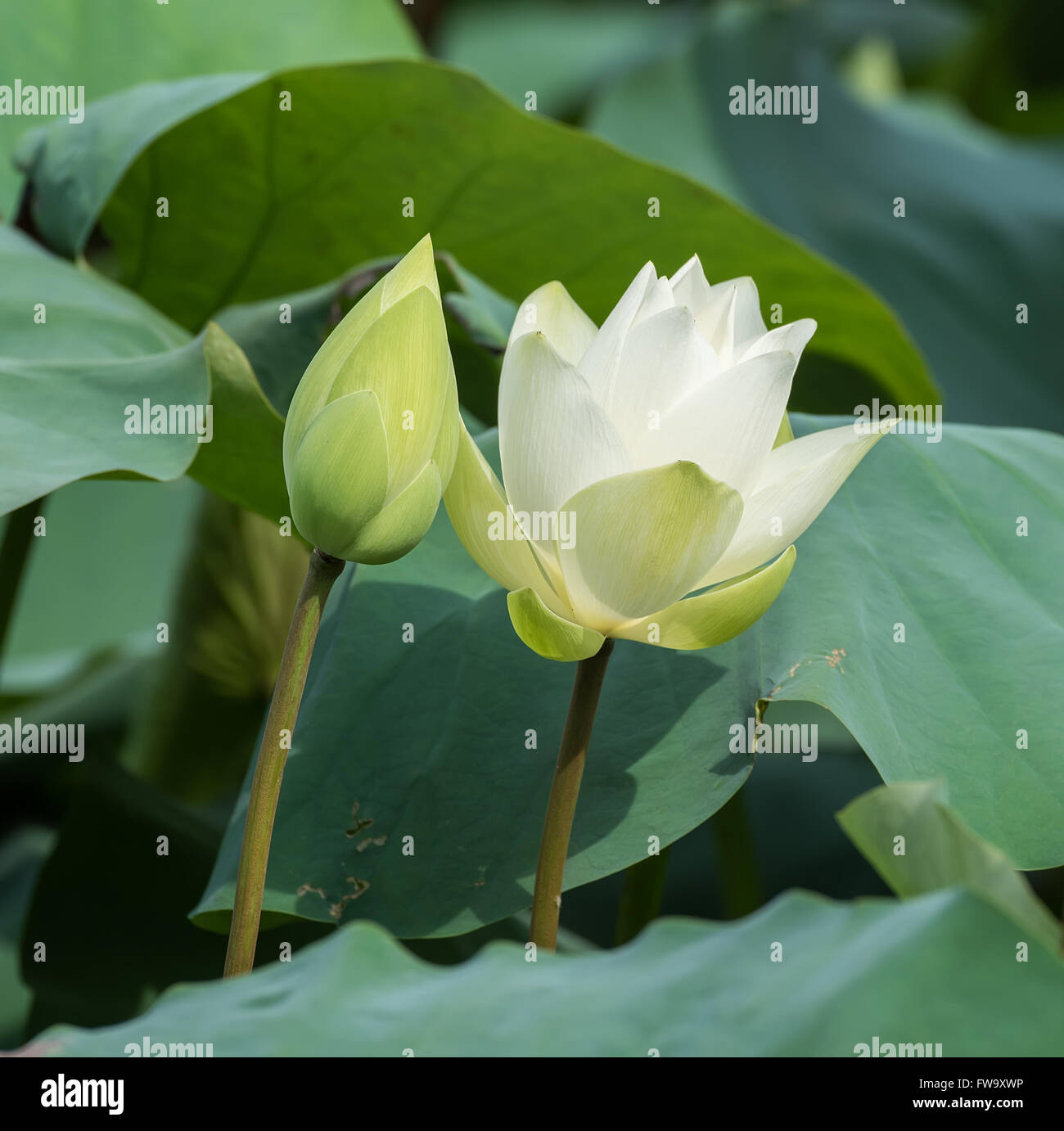 Lotus flower and Lotus flower plants Stock Photo - Alamy
